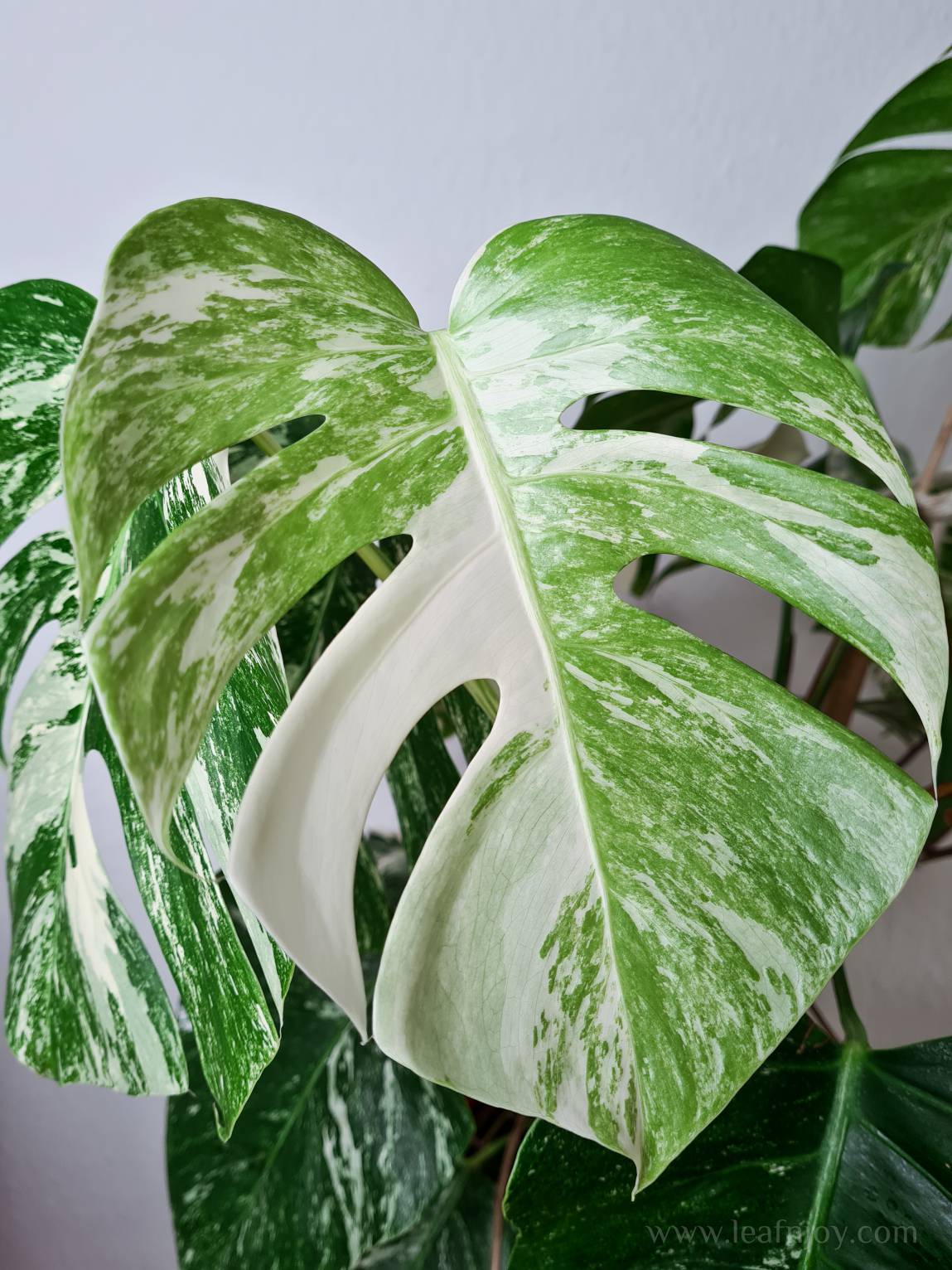 Monstera Variegata Albo Borsigiana | Variagated Rare Monstera Plant ...