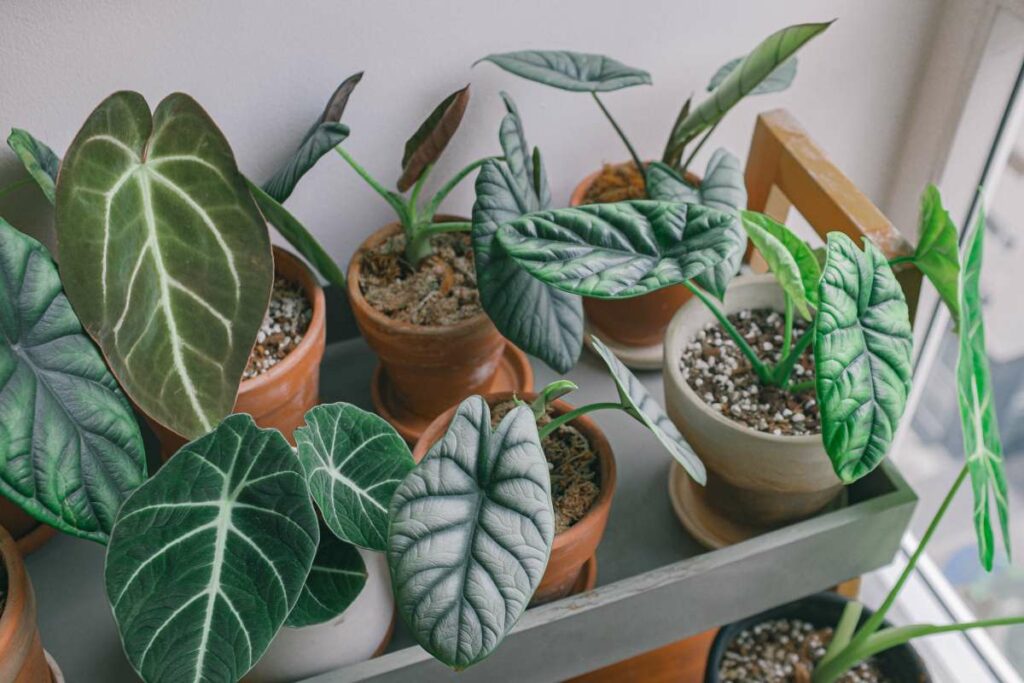 The Complete Alocasia Plant Care Guide 🌱| leafnjoy.com