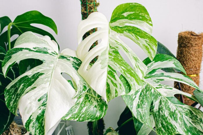 The Complete Monstera Plant Care Guide 🌱| leafnjoy.com