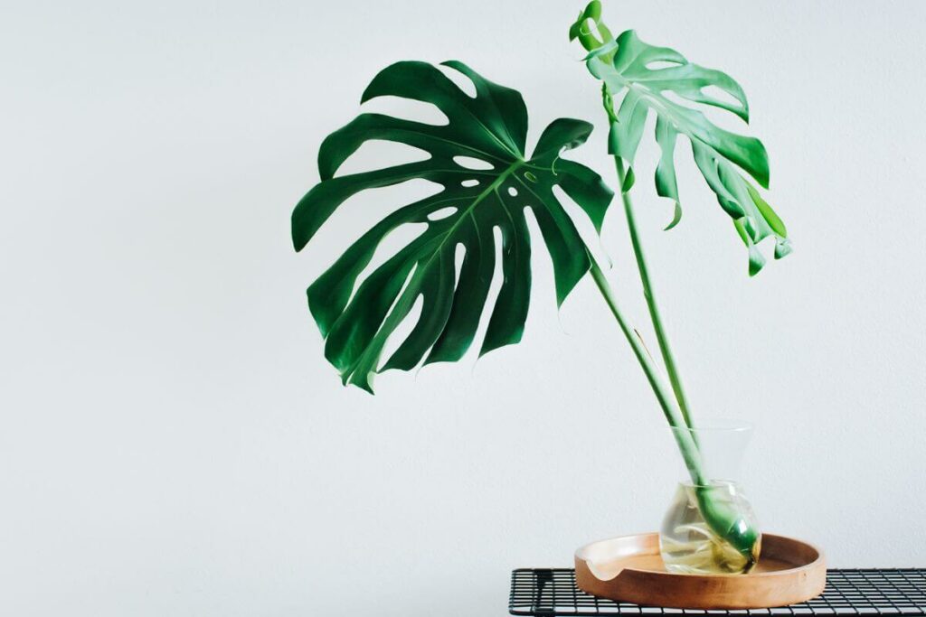 The Complete Monstera Plant Care Guide 🌱| leafnjoy.com