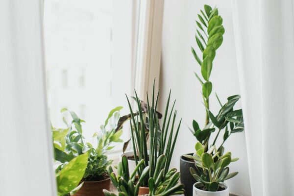 Easy Light Guide for Houseplants | leafnjoy.com