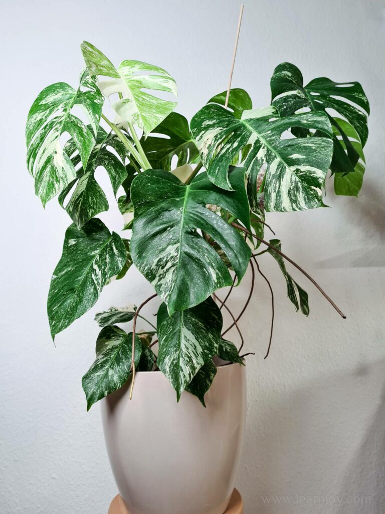 The Complete Monstera Plant Care Guide 🌱| leafnjoy.com