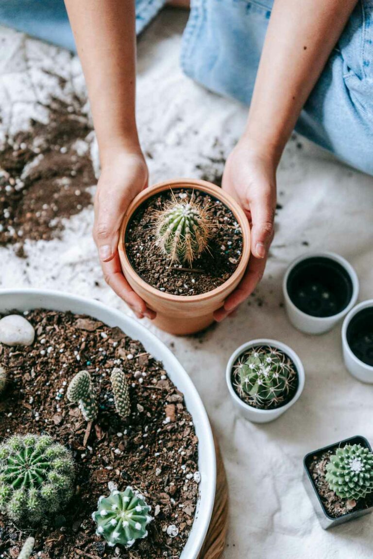 Kakteen Pflege - 14 Experten Tipps für Glückliche Pflanzen | LEAFnJOY
