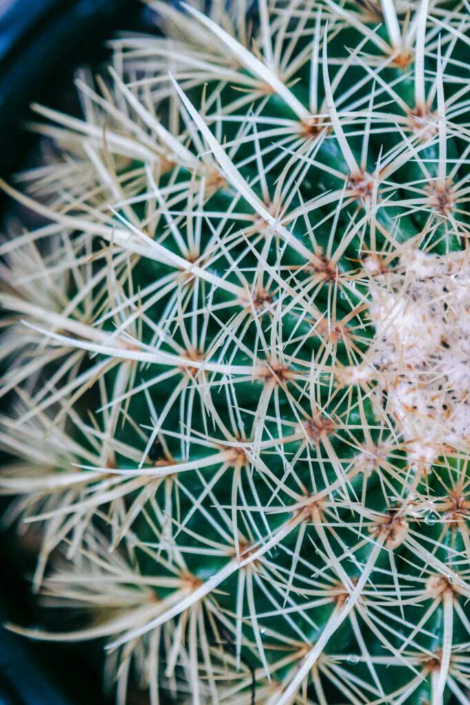 Cacti Plant Care Guide 🌵| leafnjoy.com