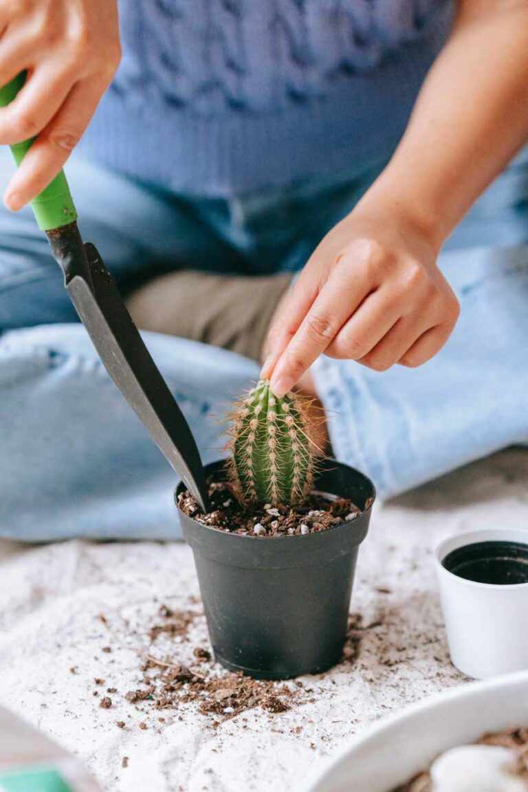 Cacti Plant Care Guide 🌵| leafnjoy.com