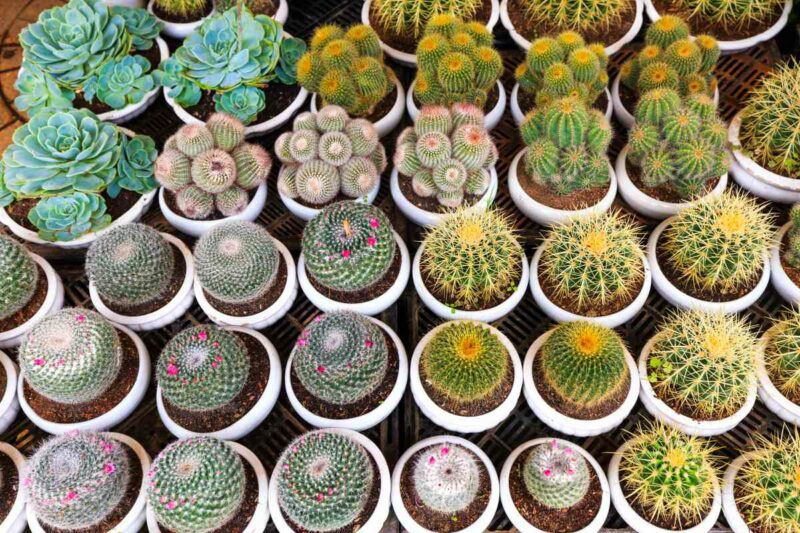 Cacti Plant Care Guide 🌵| leafnjoy.com