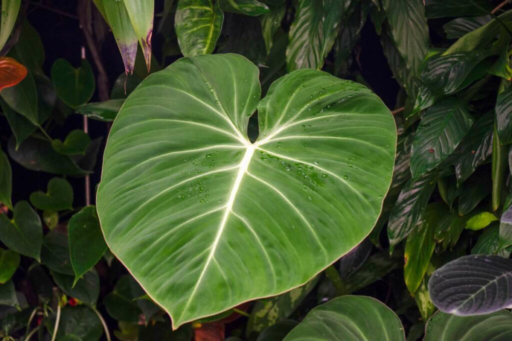 The Complete Philodendron Plant Care Guide 🌱| leafnjoy.com