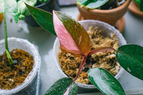 Philodendron Pink Princess - 15 Expert Care Tips🌱 | leafnjoy.com