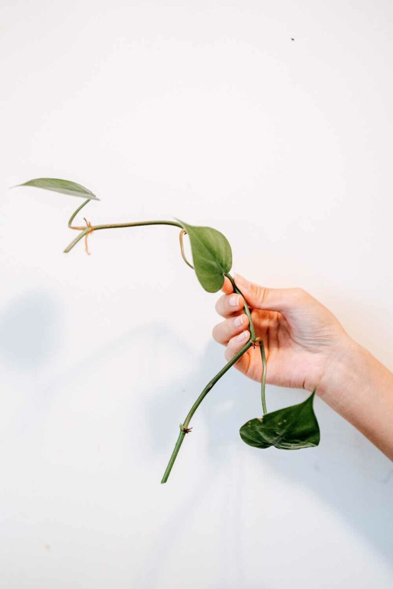The Complete Philodendron Plant Care Guide 🌱| leafnjoy.com