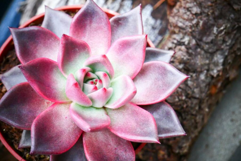 Succulents Plant Care Guide 🌱| leafnjoy.com