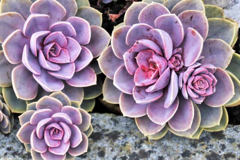 Succulents Plant Care Guide 🌱| leafnjoy.com