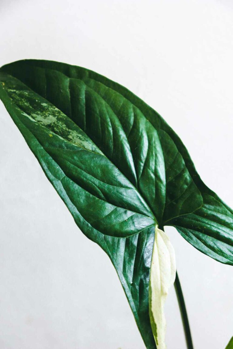 The Complete Syngonium Plant Care Guide 🌱| leafnjoy.com