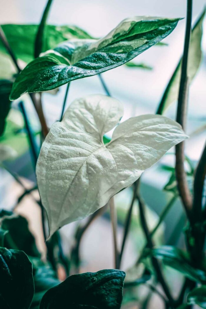 The Complete Syngonium Plant Care Guide 🌱| leafnjoy.com