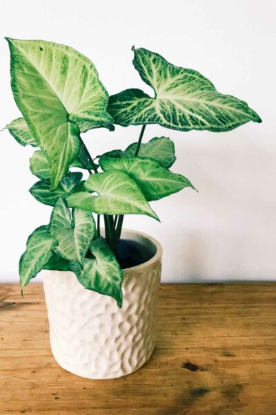 The Complete Syngonium Plant Care Guide 🌱| leafnjoy.com