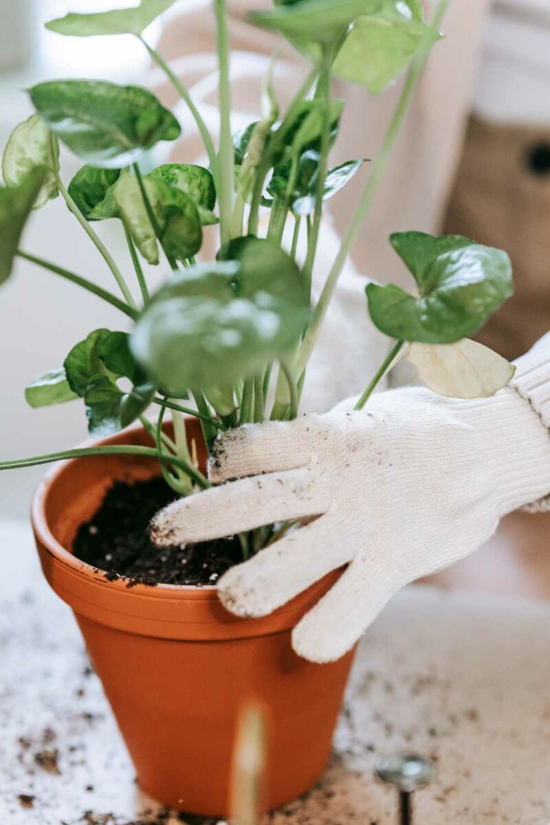 The Complete Syngonium Plant Care Guide 🌱| leafnjoy.com