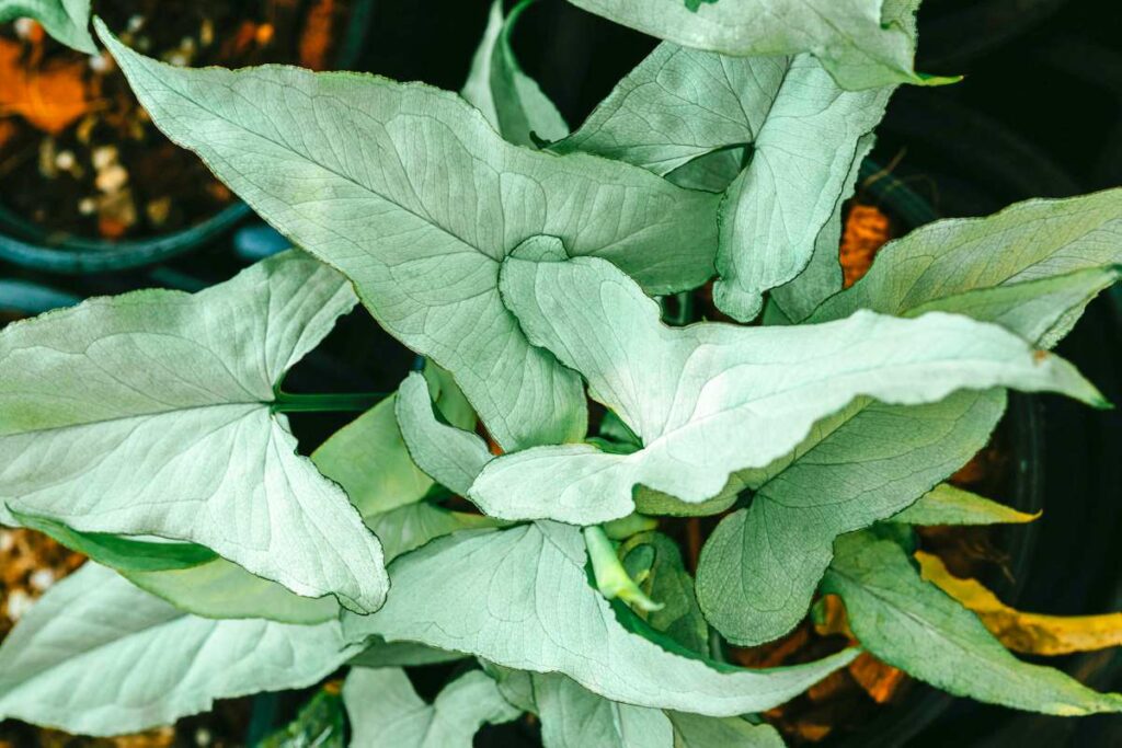 The Complete Syngonium Plant Care Guide 🌱| leafnjoy.com