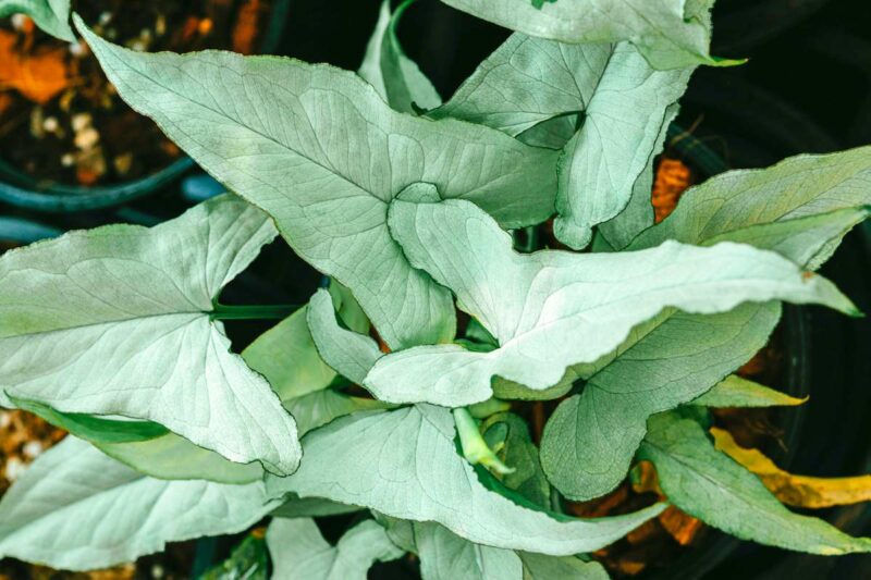 The Complete Syngonium Plant Care Guide 🌱| leafnjoy.com