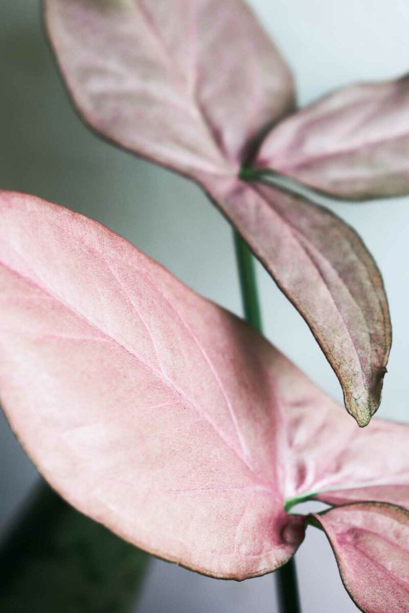 The Complete Syngonium Plant Care Guide 🌱| leafnjoy.com