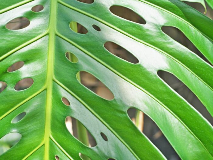 Monstera Leaves Not Splitting? Here's Why & How to Fix It 🌱| leafnjoy.com