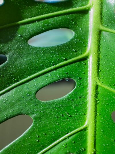 Monstera Leaves Not Splitting? Here's Why & How to Fix It 🌱| leafnjoy.com