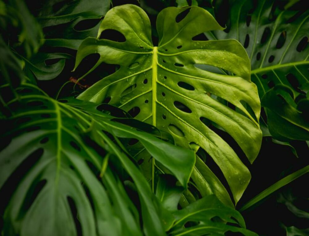 The Complete Monstera Plant Care Guide 🌱| leafnjoy.com