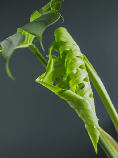 Monstera Leaves Not Splitting? Here's Why & How to Fix It 🌱| leafnjoy.com