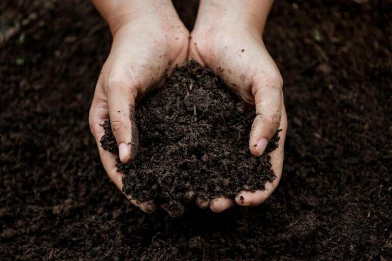 The Complete How to Sterilize Soil 🌱 | leafnjoy.com
