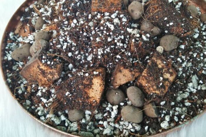 Philodendron Pink Princess - 15 Expert Care Tips🌱 | leafnjoy.com